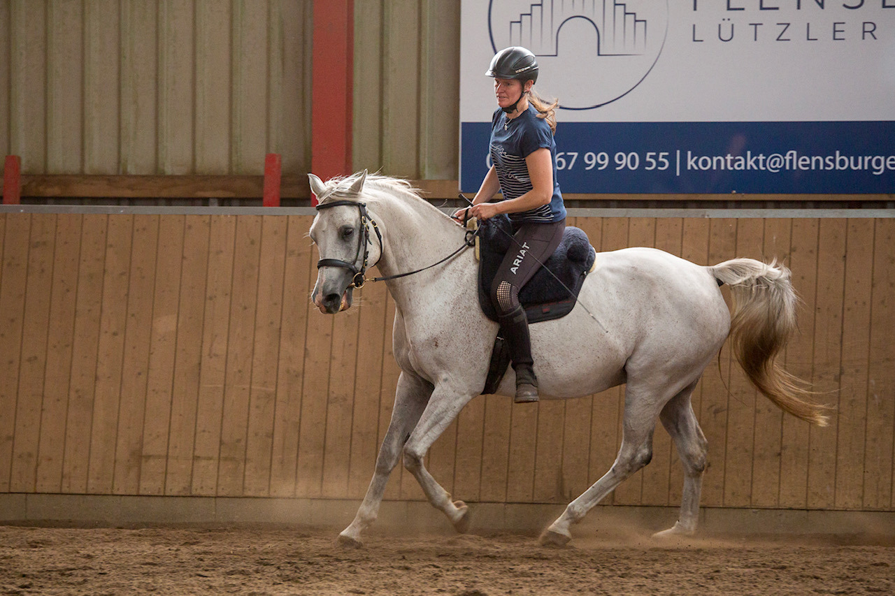 Madisyn von Prinik Kossack aus der Matrika ‹ Vogelsberg-Araber